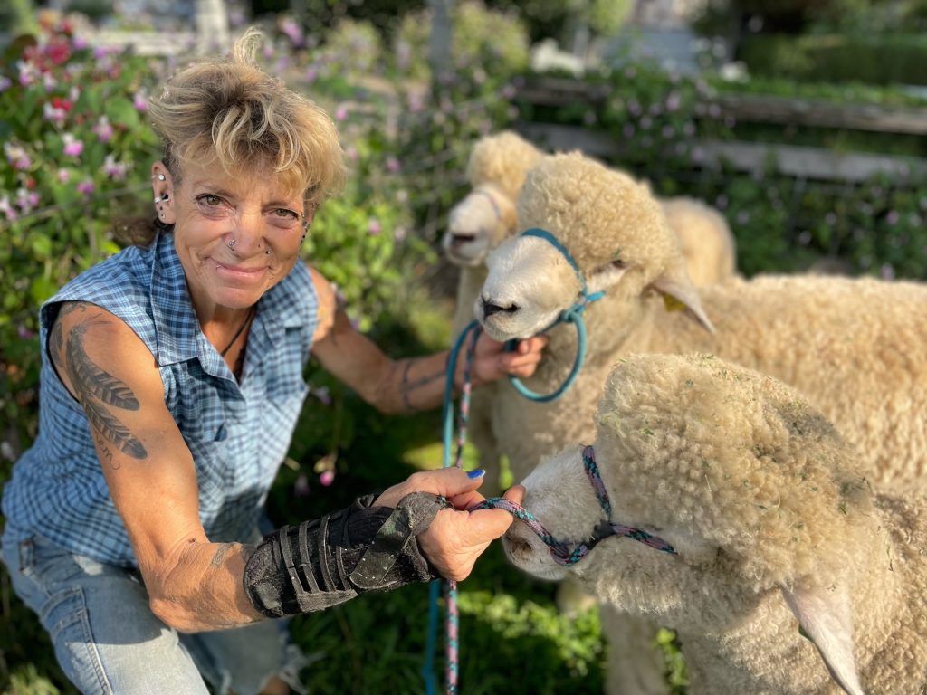 Sheep Show - Lambtown Festival